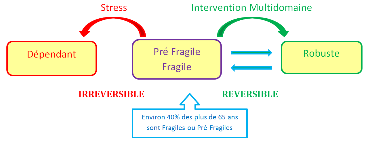 schéma fragilité - Cabinet Memoria