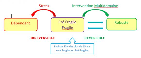 schéma fragilité - Cabinet Memoria